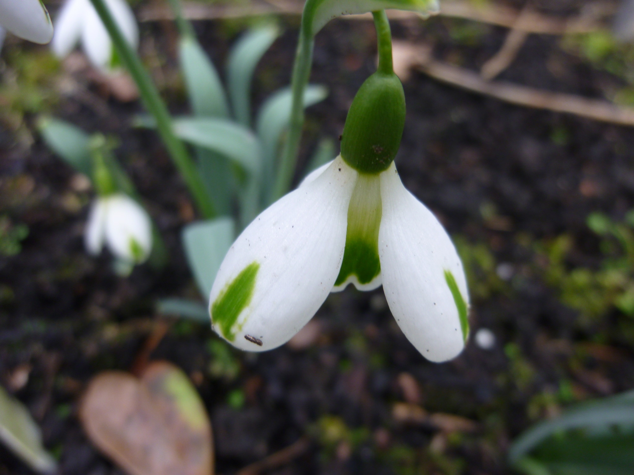Über den Gartenzaun